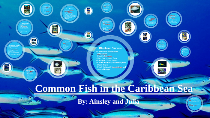 Common Fish in the Caribbean Sea by Ainsley Johnstone on Prezi