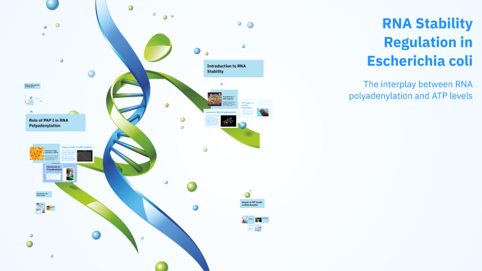RNA Stability Regulation in Escherichia coli by HARIS KHAN on Prezi