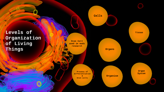 Levels of Organization of Living Things by Chris Lee on Prezi