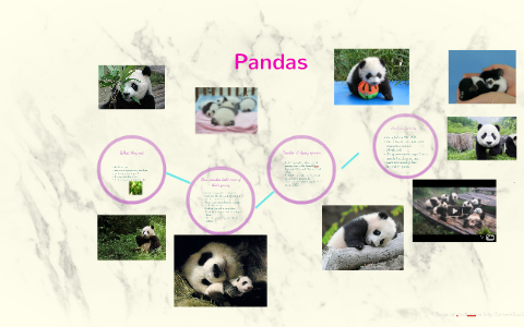 Pandas by Raven Poehlein on Prezi