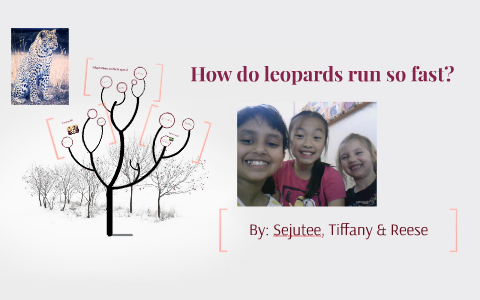 how do leopards run so fast? by Sofia Sejutee on Prezi