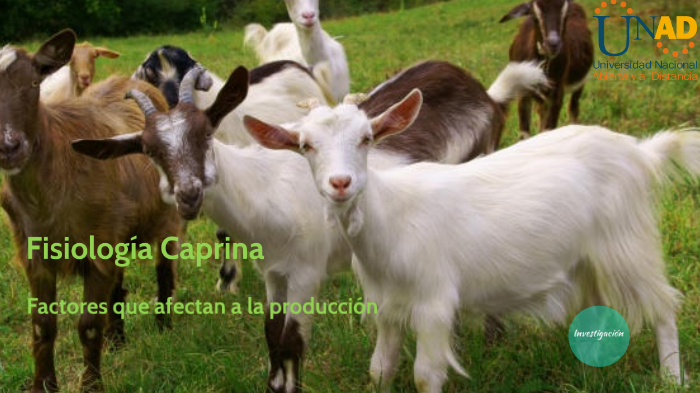 Fisiología caprina y sus factores by Vanessa Téllez on Prezi