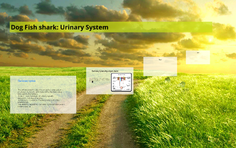 Dog Fish shark: Urinary System by Simmery Branch on Prezi