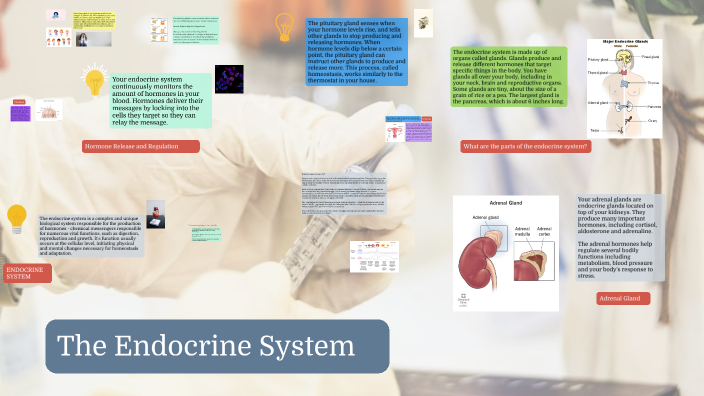 The Endocrine System: A Comprehensive Timeline by GABRIEL RODRIGUEZ ...