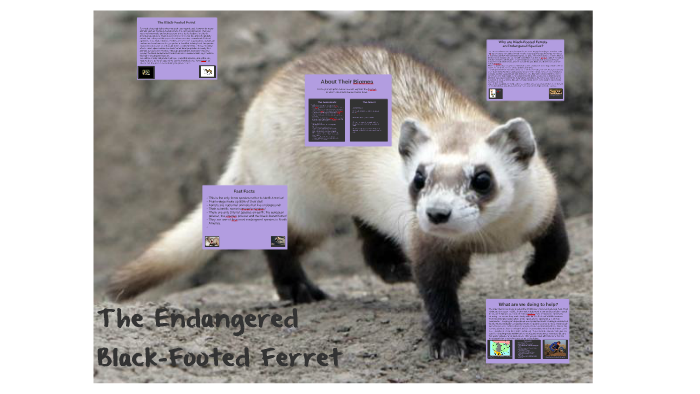 The Endangered Black Footed Ferret by Alexandra Neff