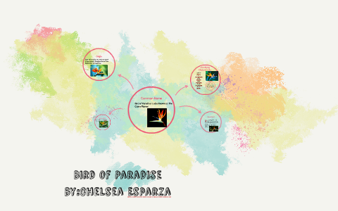 Bird of Paradise by Chelsea Esparza on Prezi