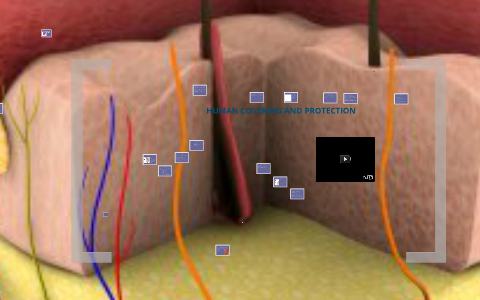 animal integumentary system by Earth dela Paz on Prezi