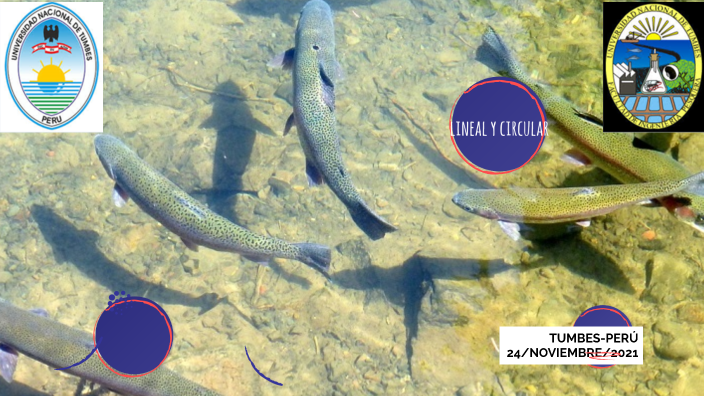 DINAMICA by cielo irene cobeñas preciado on Prezi