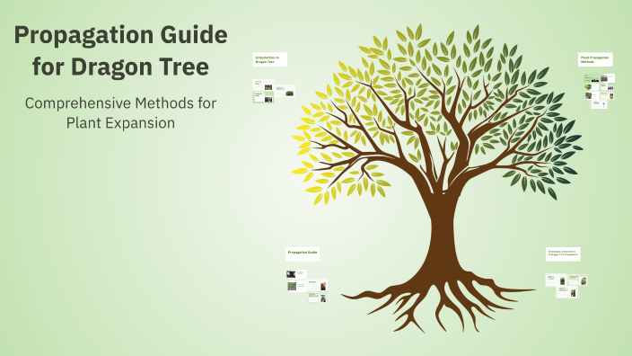 Propagation Guide for Dragon Tree by Zion Thornton on Prezi