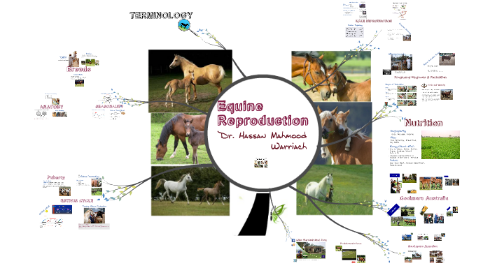 Equine Reproduction by Shumaila Arif on Prezi