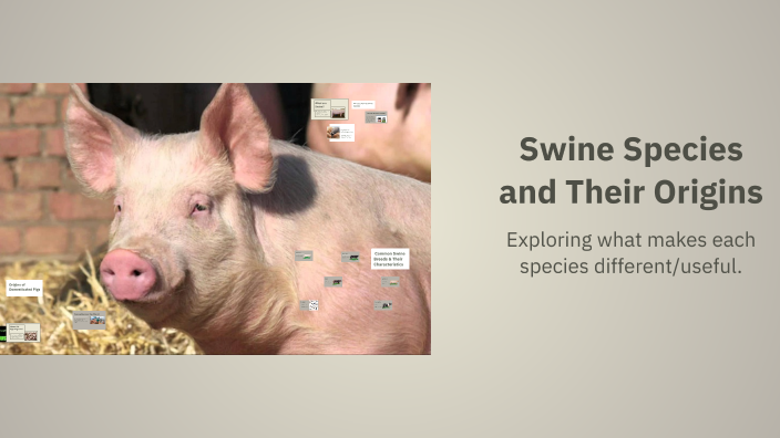 Swine Species and Their Origins by Mikeayla Samuelson on Prezi