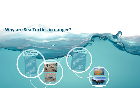 Why are Sea Turtles in danger? by Ashlyn Bryant on Prezi
