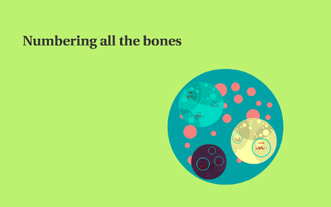 Numbering all the bones by miranda wynn on Prezi