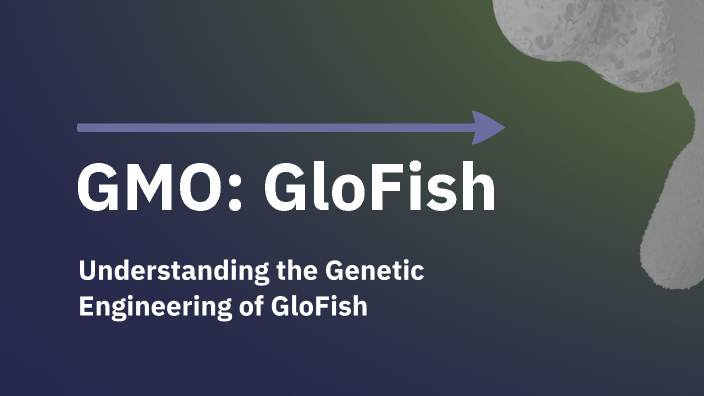 GMO: GloFish by Rook N on Prezi