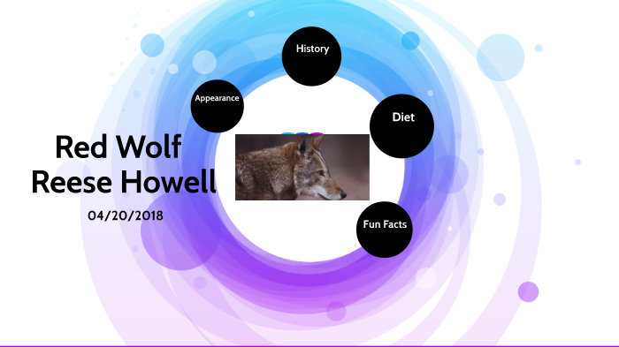 Reese Red Wolf by second grade on Prezi