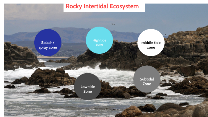 Rocky Intertidal Ecosystem by dane benedix on Prezi
