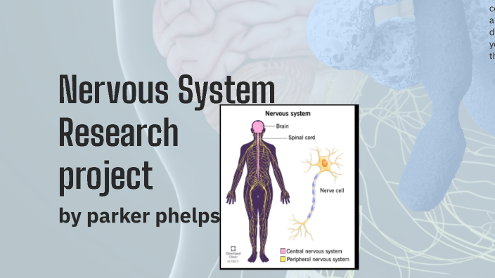 Nervous System Research by David Phelps on Prezi