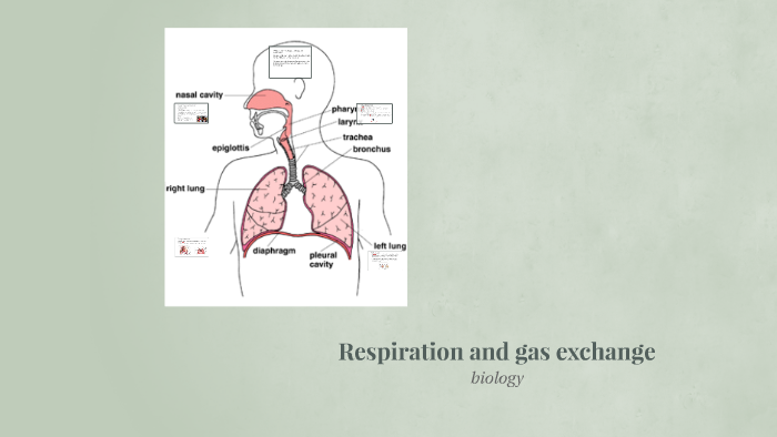 Respiration and gas exchange by Kenneth ong on Prezi