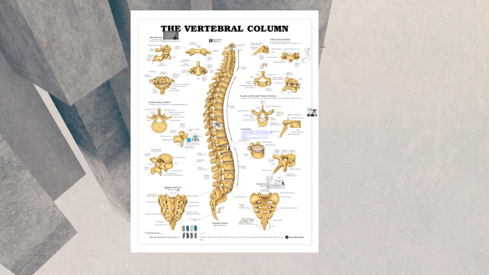 Spine Dynamics Simulation System by on Prezi
