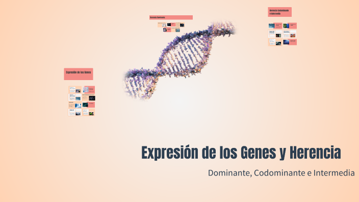 Expresión de los Genes y Herencia by JENNIFER ANAHI GARRIDO CHINGUA on ...
