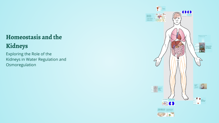 Homeostasis and the Kidneys by Ellie-Rose McDowell on Prezi