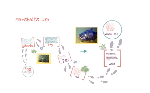 Coho Salmon Life Cycle by Daryn McDermid on Prezi