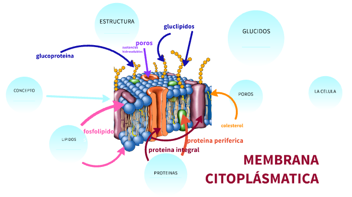 MEMBRANA CITOPLASMATICA by Karla Rivadeneira on Prezi