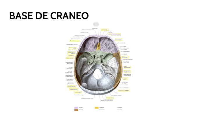 base de craneo by Monserrat Contreras on Prezi
