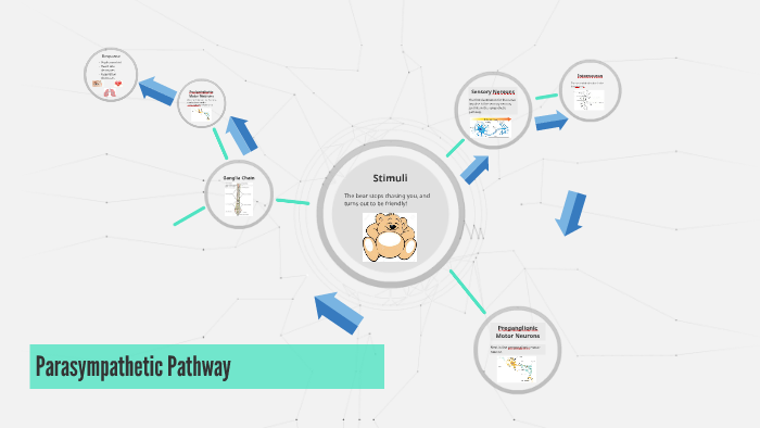 Parasympathetic Pathway by Andrew Barrett on Prezi