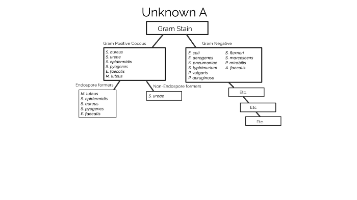 Unknowns Flowchart By Nathan Garber On Prezi 