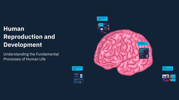 Human Reproduction and Development by nur aini on Prezi