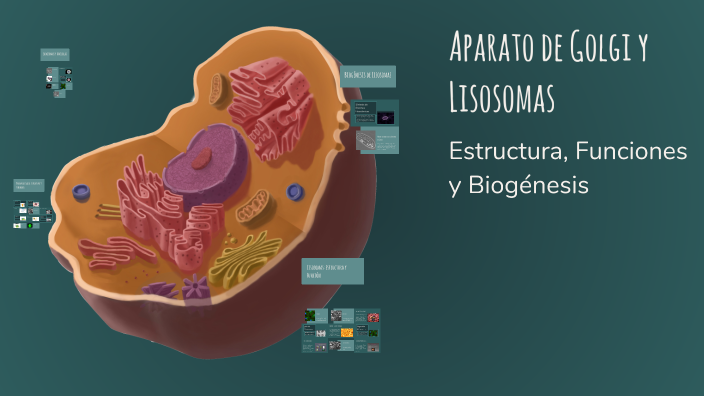 Aparato de Golgi y Lisosomas by Marco Condori on Prezi