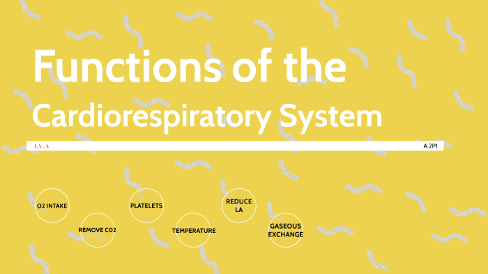 Functions of the Cardiorespiratory System by Louis Stamp on Prezi