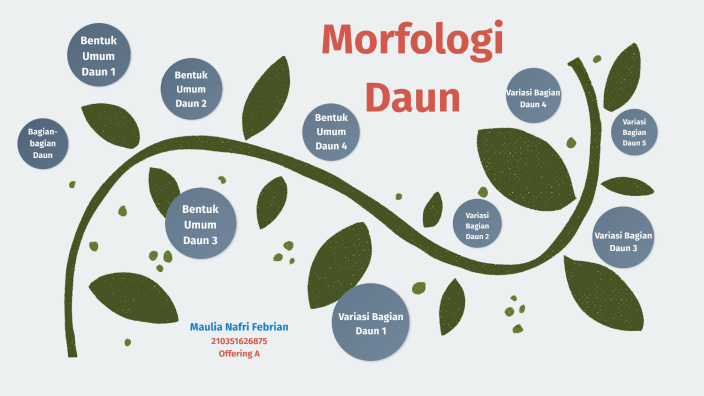 Morfologi Daun by Maulia Nafri on Prezi