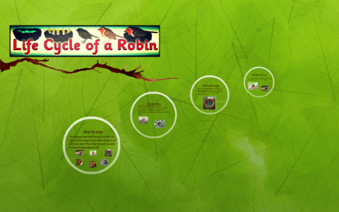 American Robin Life Cycle by Marla Shay on Prezi