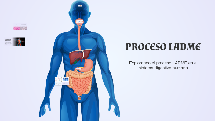Sistema Digestivo y el Proceso LADME by Yumisaca Camila on Prezi