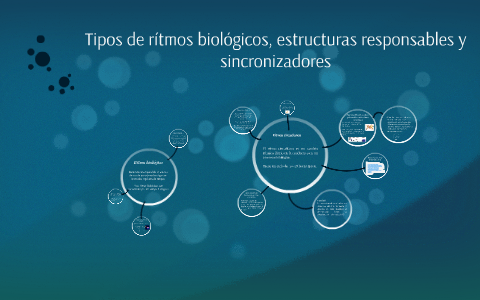 Tipos de rítmos biológicos, estructuras responsables y sincr by Alfonso ...