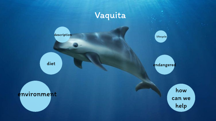 vaquita-science project by Ava Deeder on Prezi