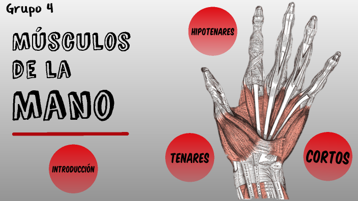 MÚSCULOS DE LA MANO by Camila Ponce on Prezi