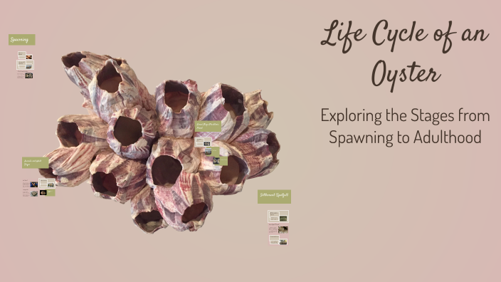 Life Cycle of an Oyster by Nairuti Shah on Prezi