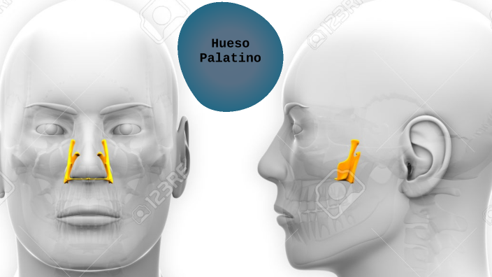 Hueso Palatino by HENRY GOMEZ on Prezi