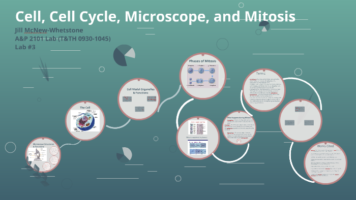 Cell, Cell Cycle, Microscope, and Mitosis by Jill McNew-Whetstone on Prezi