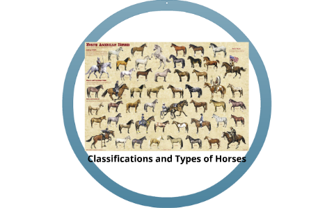 Classification and Types of Horses by Melissa Ploeckelman on Prezi