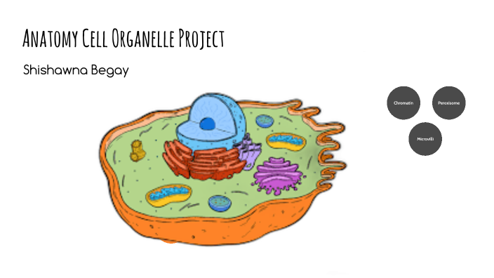 Anatomy Cell Organelle Project by Shishawna Begay on Prezi