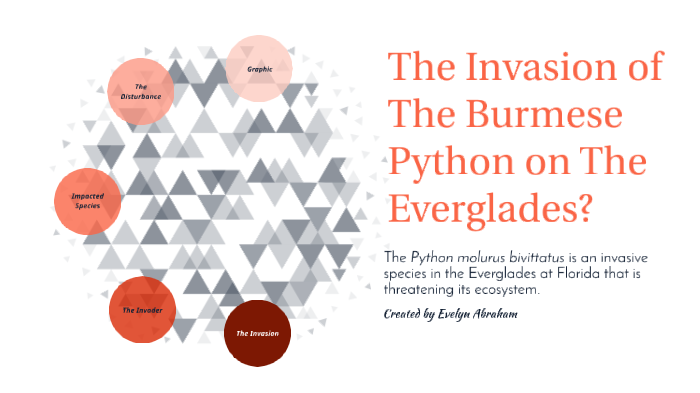 Burmese Python by Evelyn Abraham on Prezi