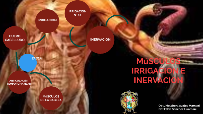 musculos e inervacion by dayana maria romero avalos on Prezi