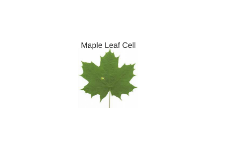 Maple Leaf Cell by Mark Stubits on Prezi