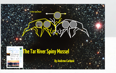 The Absolutly Greatest Creature-The Tar River Spiny Mussel by Andrew ...