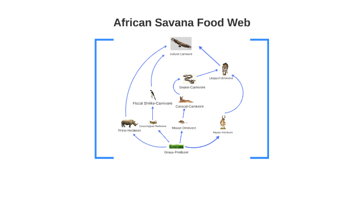 African Savanna Food Web by Paul Stanley on Prezi