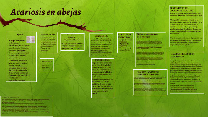 Presentación Acariosis en abejas by Simón Mancilla on Prezi